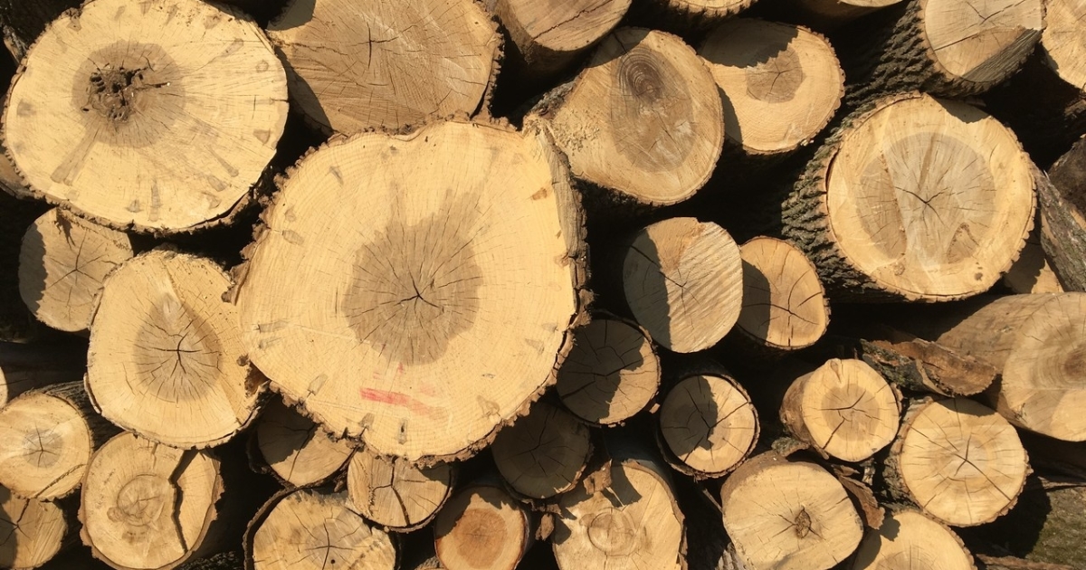 Un plancher de bois franc fait d’arbres urbains - Magazine FORMES